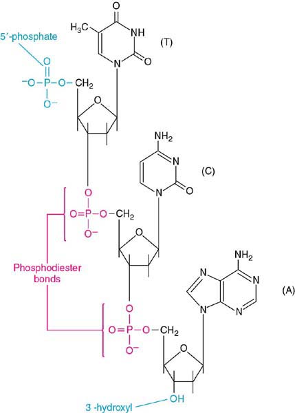 Phosphodiester Bond Phosphodiester Bond