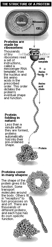 Protein Folding