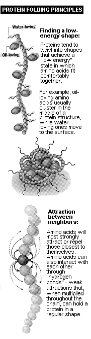 Protein Folding