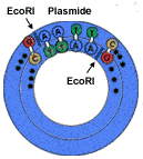 Introduction d'un gène...ns une cellule