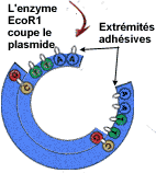 Introduction d'un gène...ns une cellule