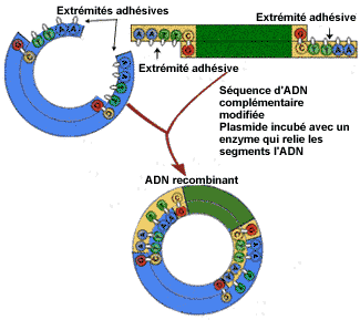 Introduction d'un gène...ns une cellule