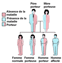 Tests génétiqueste;nétiques